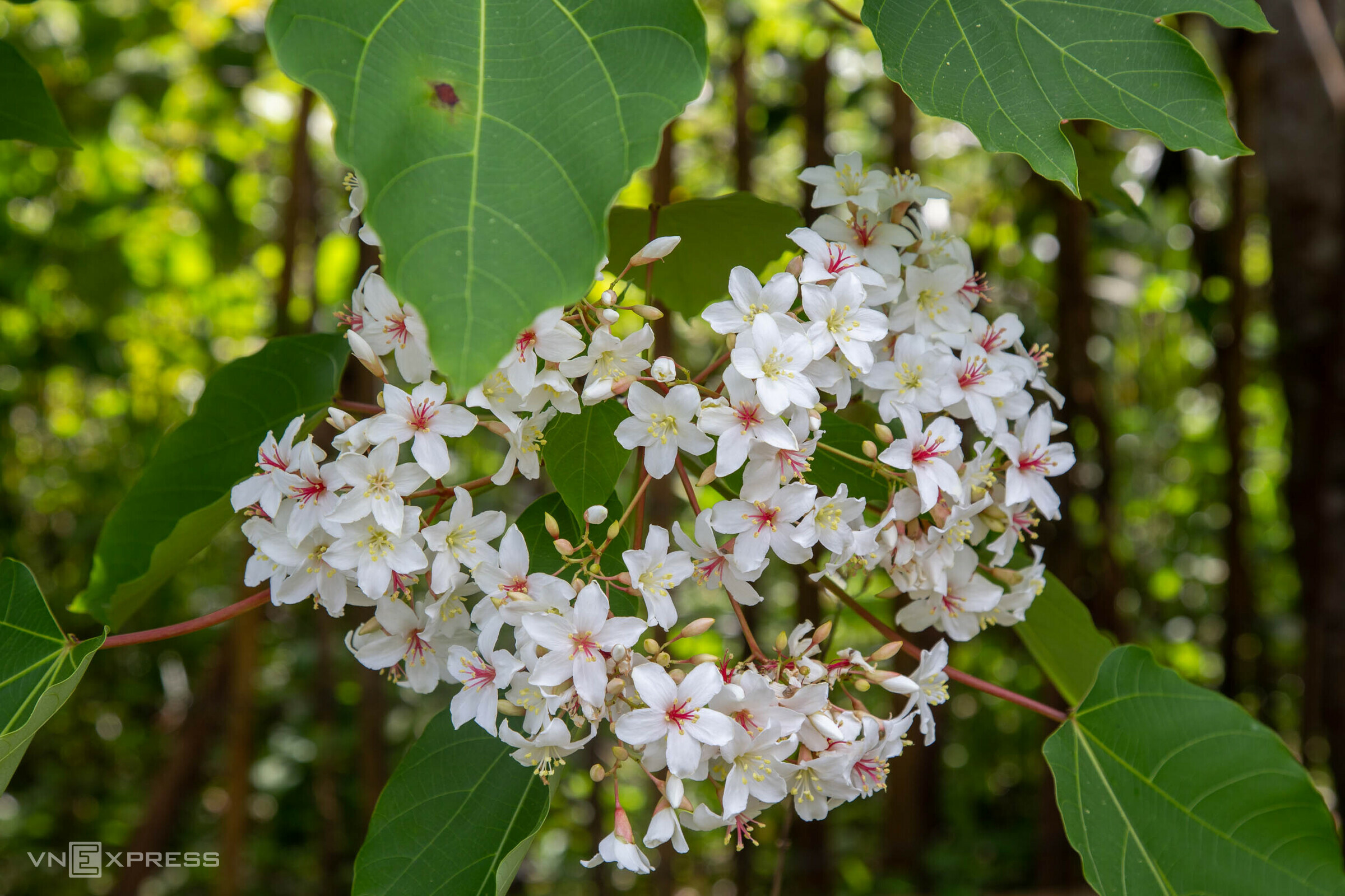 Tháng 3 trắng trời hoa trẩu Mền Tây Quảng Trị