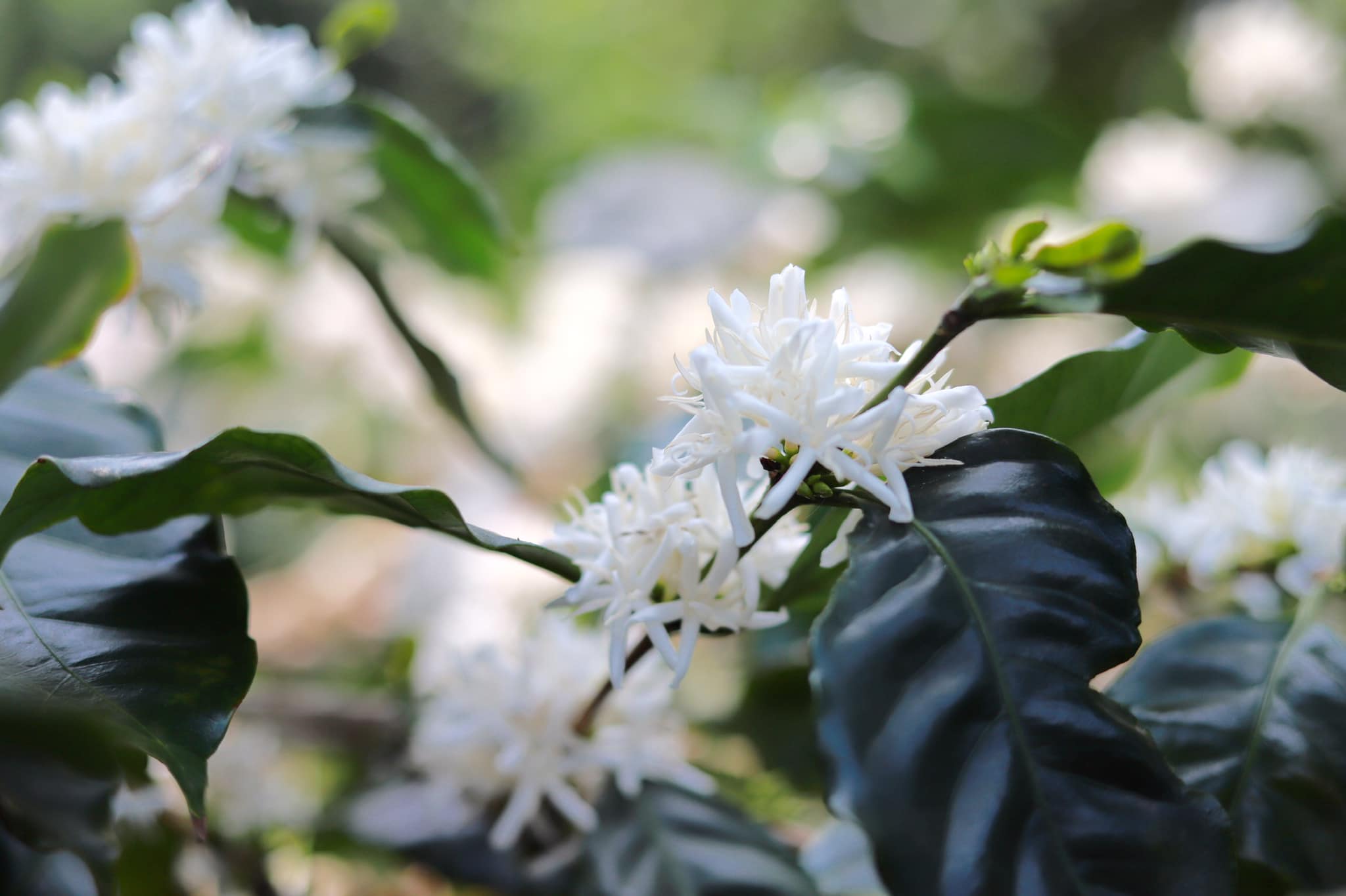 Mùa hoa cà phê ngát hương