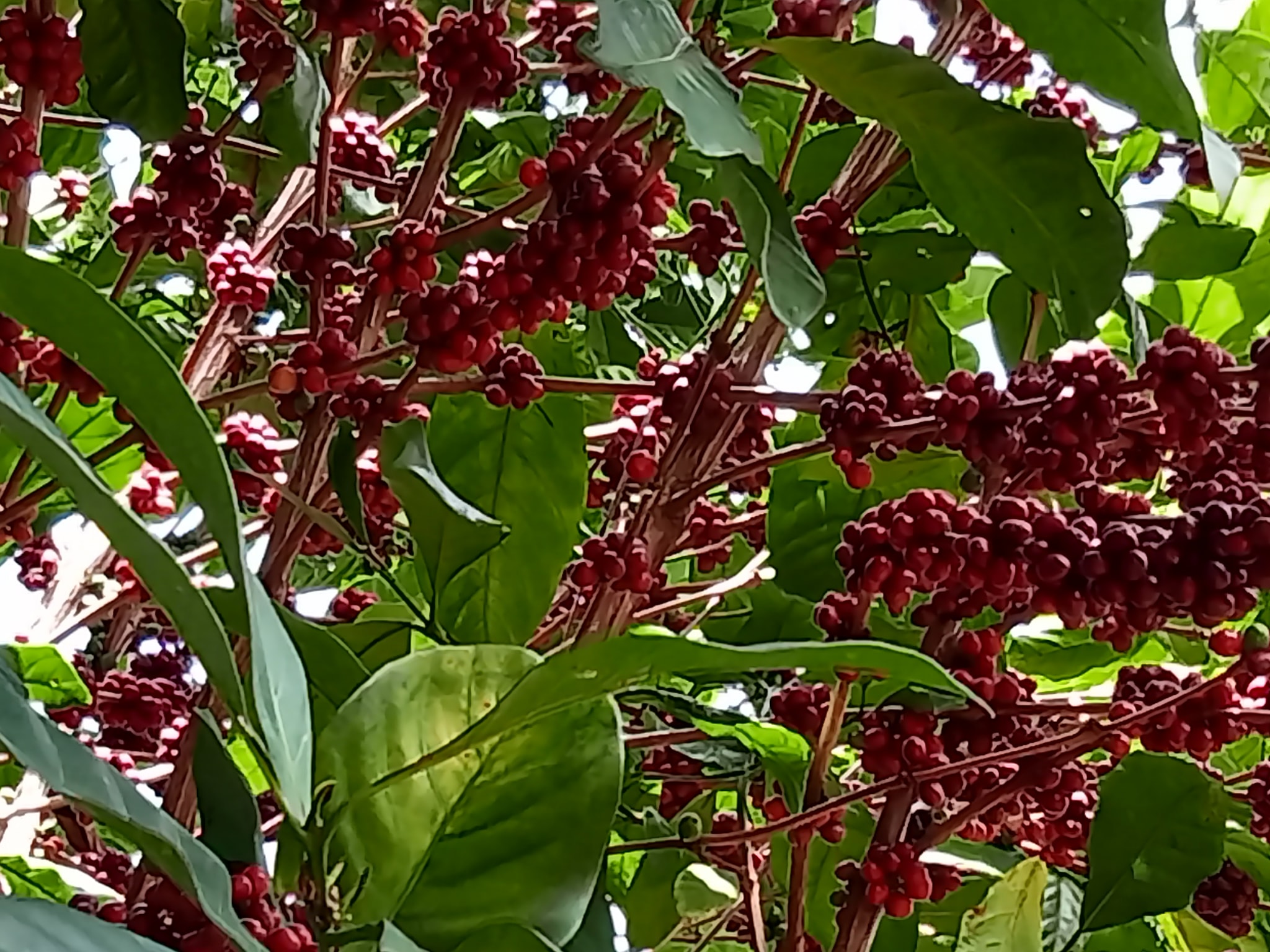 Cà phê mít nguồn gốc và đặc điểm sinh học